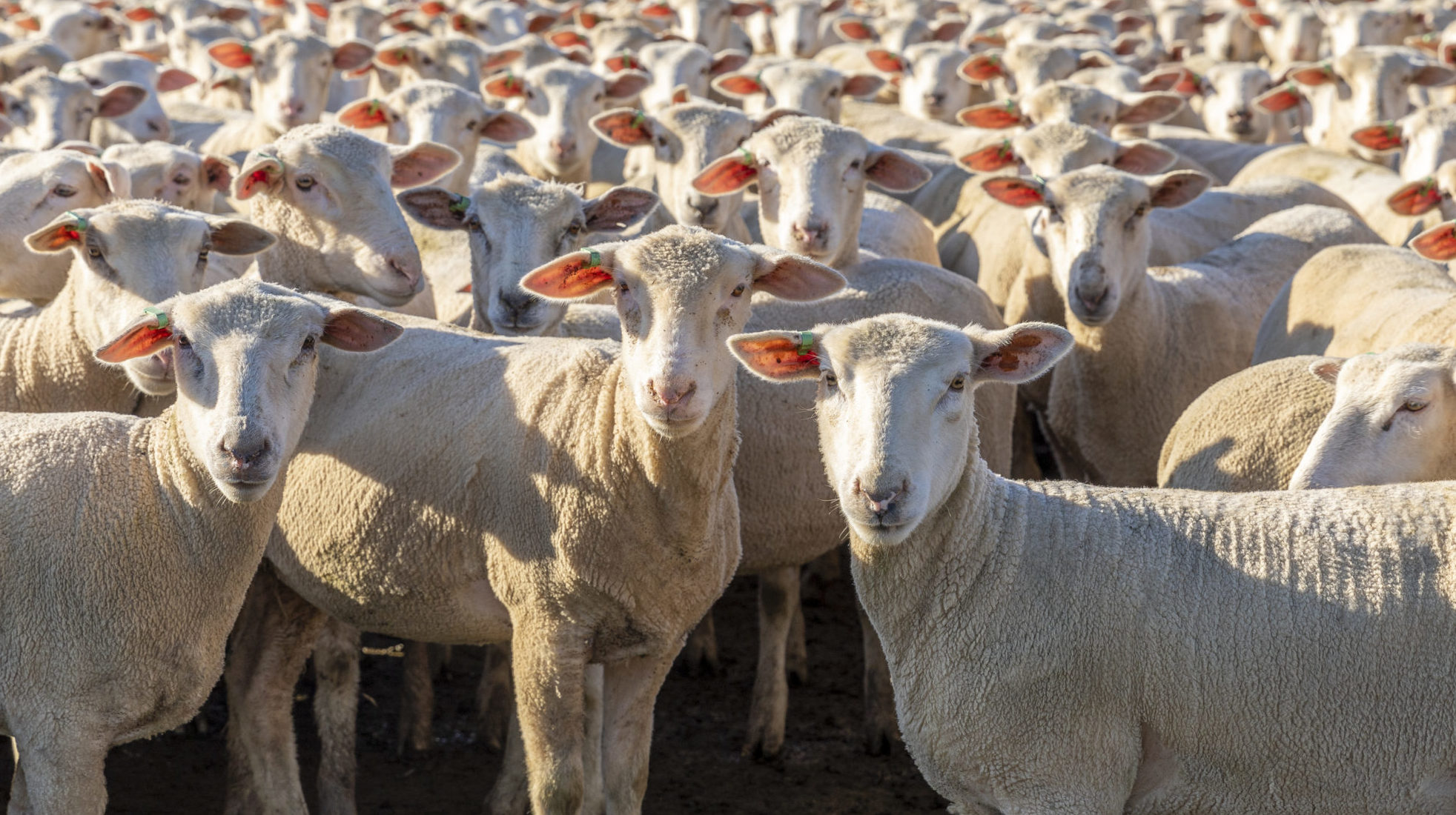Katanning Regional Sheep Saleyards - AWN