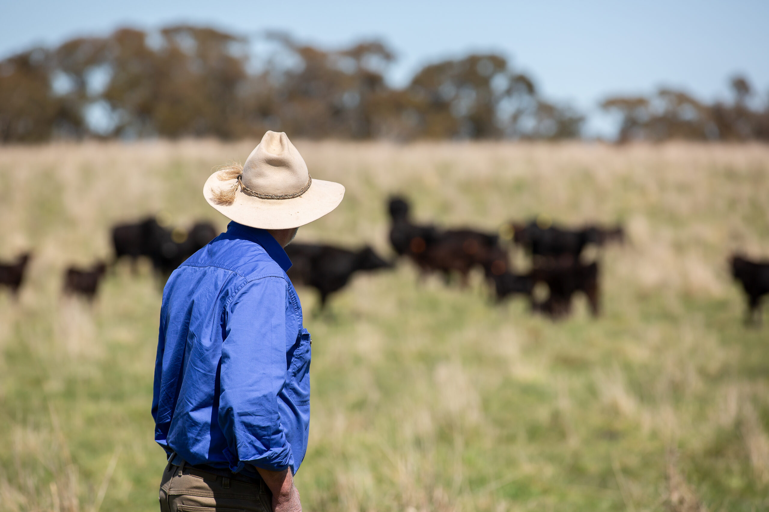 AWN Orange - Livestock, Property, & Wool.